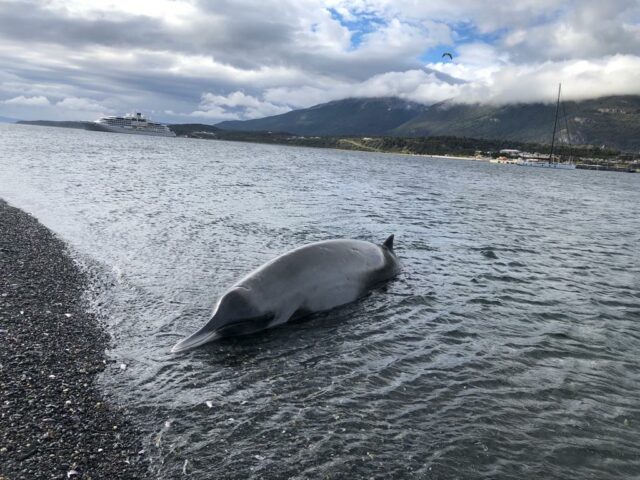 La historia del primer registro del zifio de Layard en Puerto Williams ...