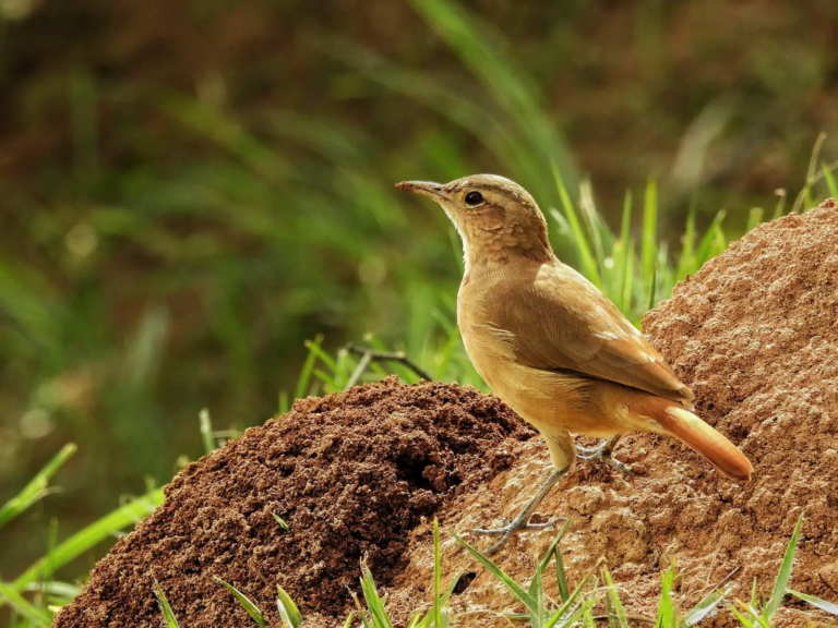 Conociendo al ave nacional de Argentina: El hornero, el arquitecto del ...