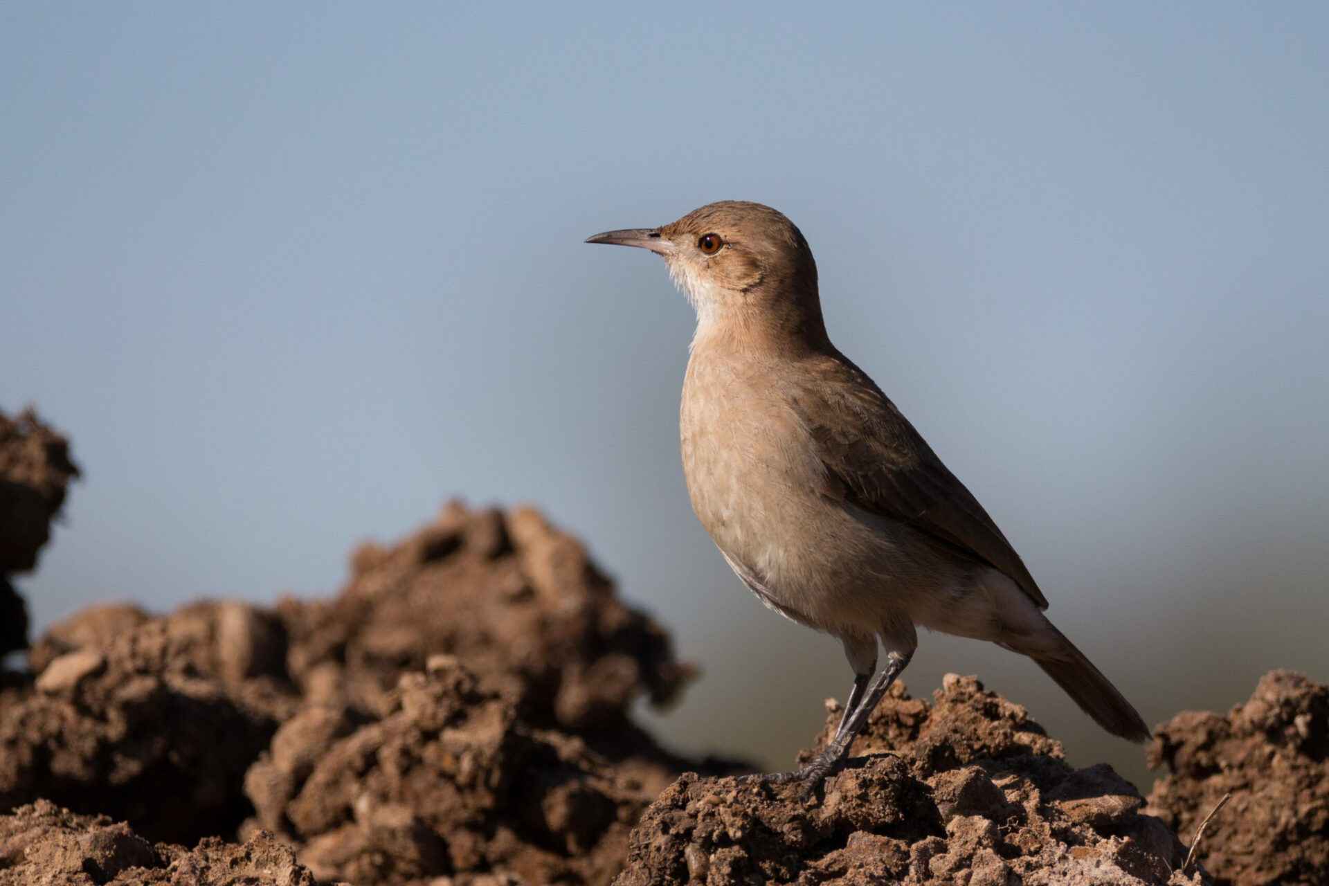 Conociendo al ave nacional de Argentina: El hornero, el arquitecto del ...