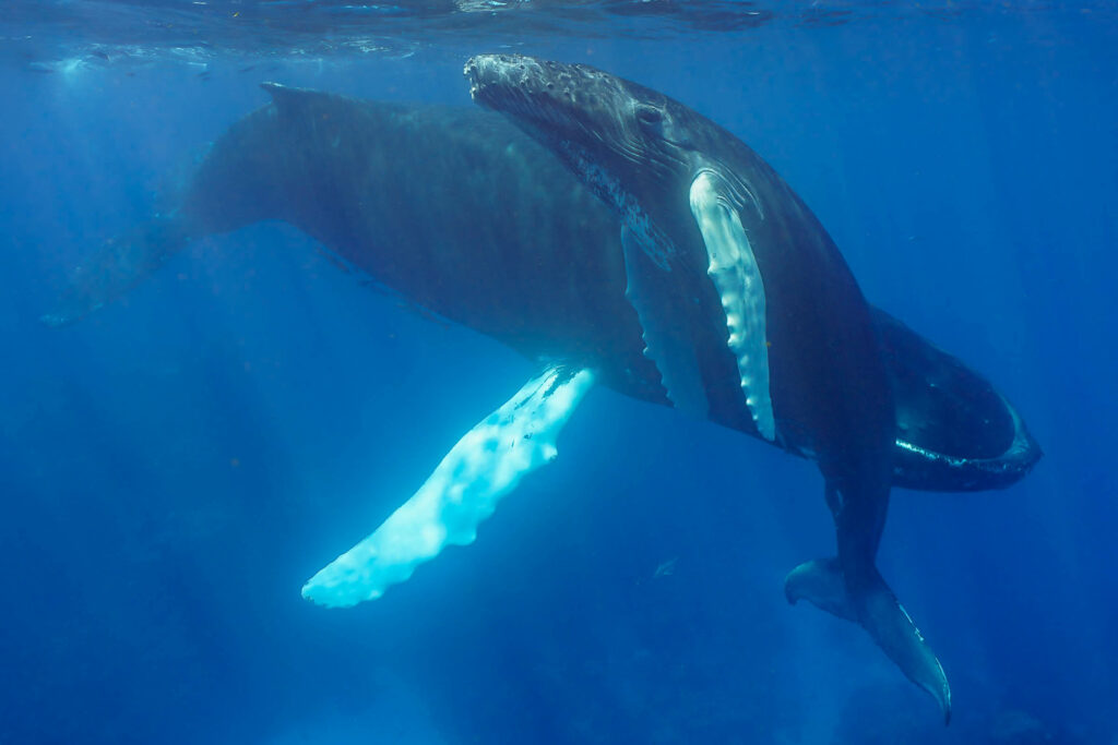 República Dominicana lidera el Caribe con la creación y expansión de ...