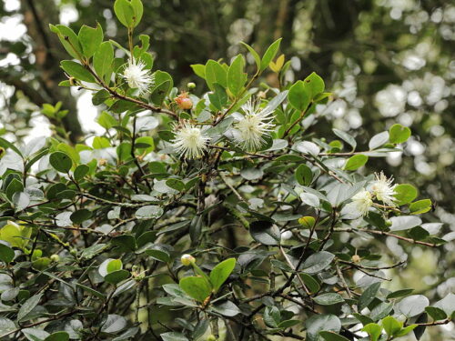Especial | Ecuador | Arrayán de Quito: un árbol aniquilado de su ...