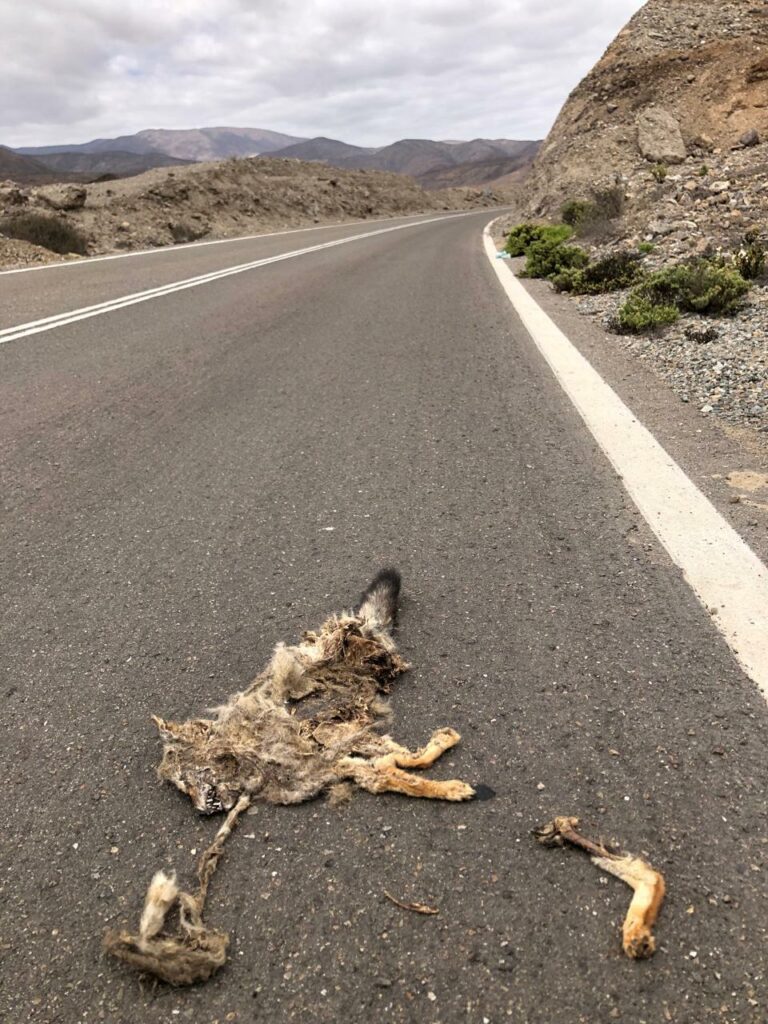 ¡No más atropellos a la fauna silvestre! Seminario online en Chile abarcará problemática, en ...