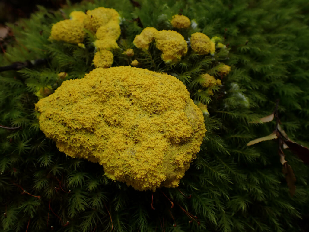 ¿Caca de duende? La historia de un organismo que se creía hongo, y cuya ...