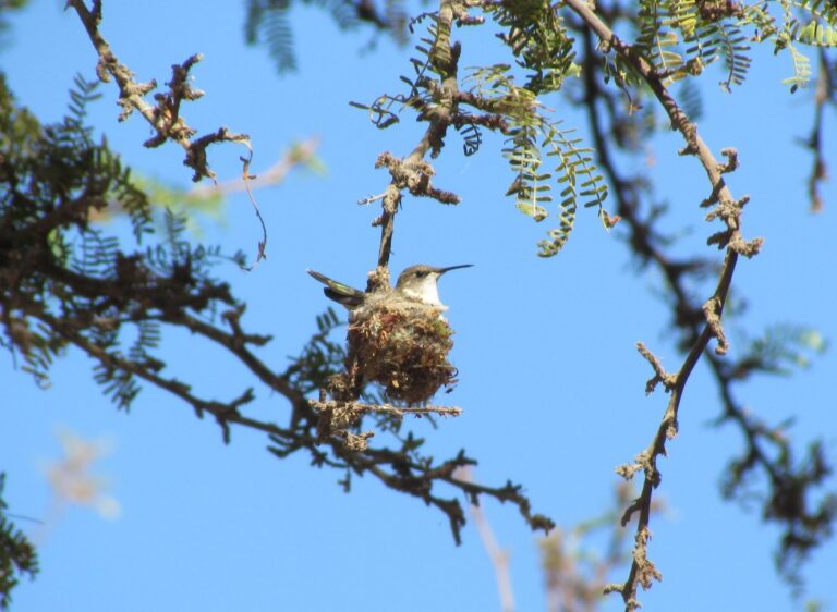La urgencia por salvar al picaflor de Arica, el ave más pequeña de ...