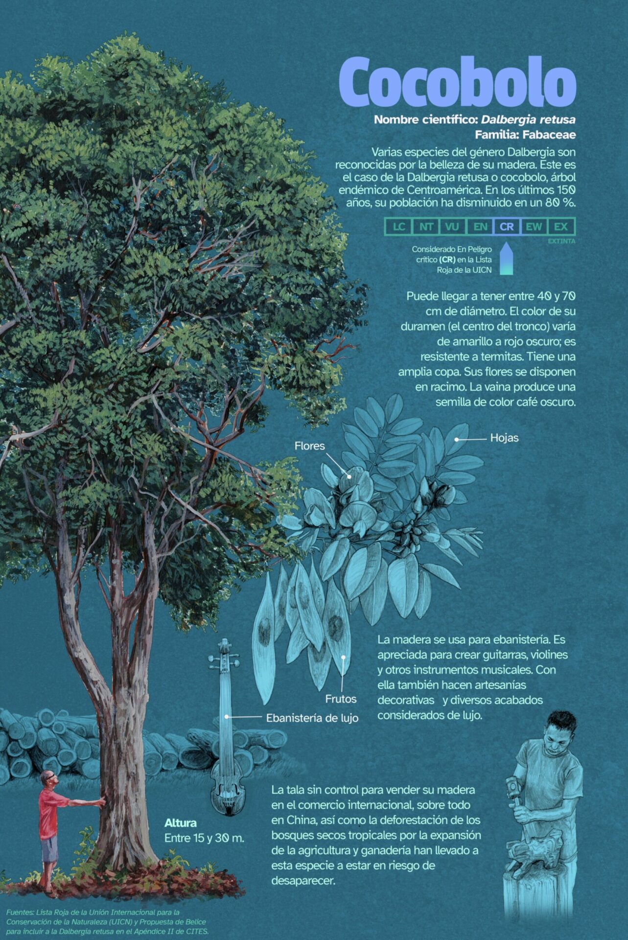 Especial | Panamá | Cocobolo: el árbol que comunidades indígenas ...