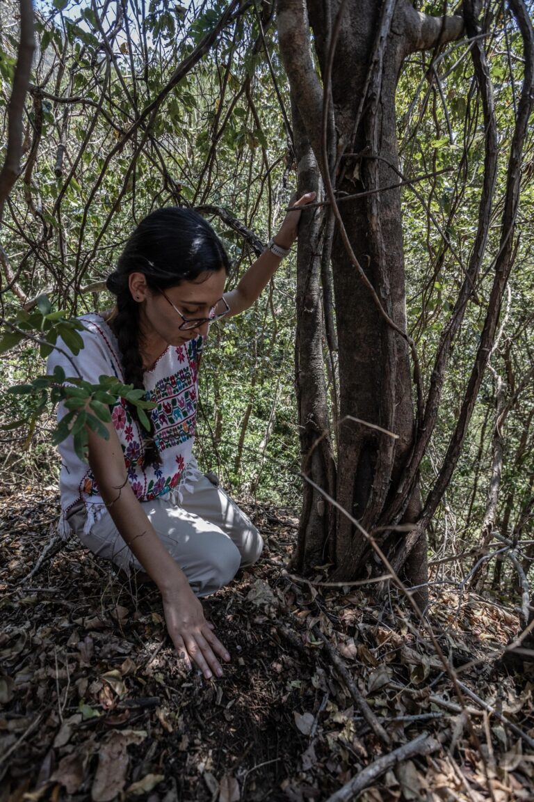 Especial | México | Palo morado: un árbol de corazón púrpura que se ...