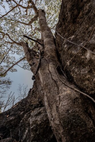 Especial | México | Palo morado: un árbol de corazón púrpura que se ...