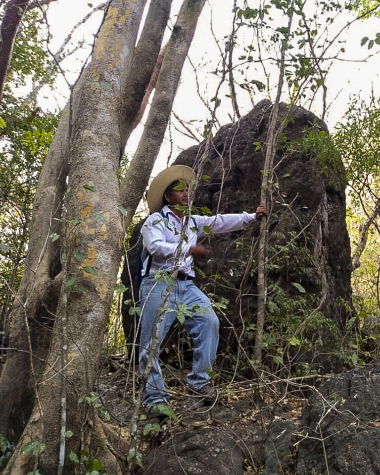 Especial | México | Palo morado: un árbol de corazón púrpura que se ...