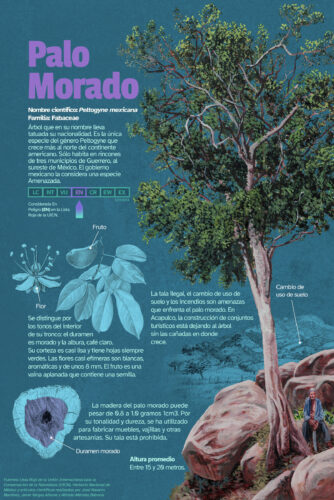Especial | México | Palo morado: un árbol de corazón púrpura que se ...