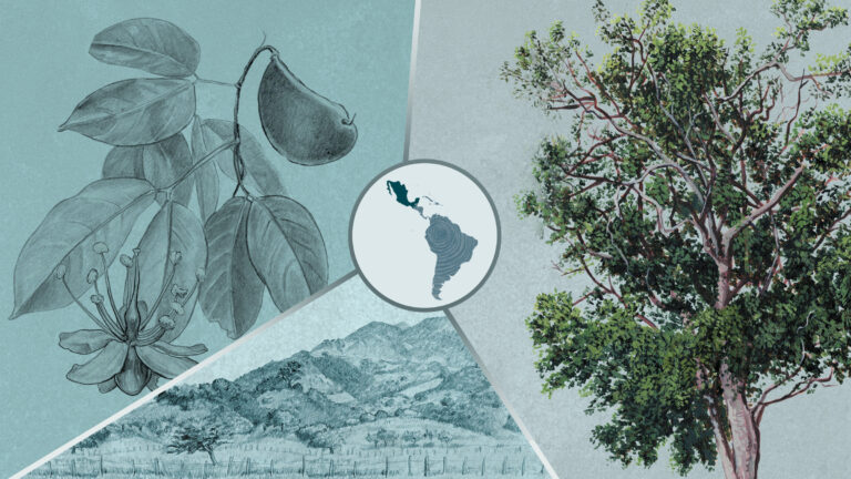 Especial | México | Palo morado: un árbol de corazón púrpura que se ...