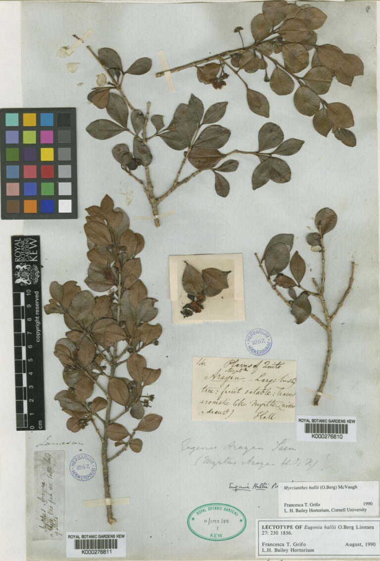 Especial | Ecuador | Arrayán de Quito: un árbol aniquilado de su ...