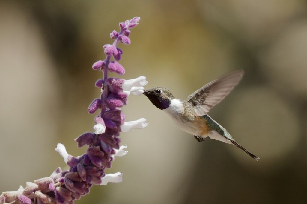 La urgencia por salvar al picaflor de Arica, el ave más pequeña de ...