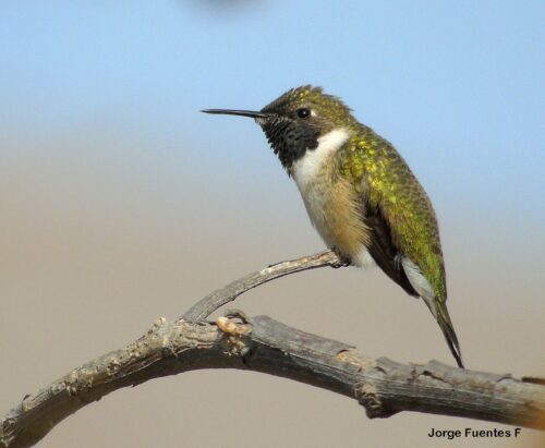 La urgencia por salvar al picaflor de Arica, el ave más pequeña de ...