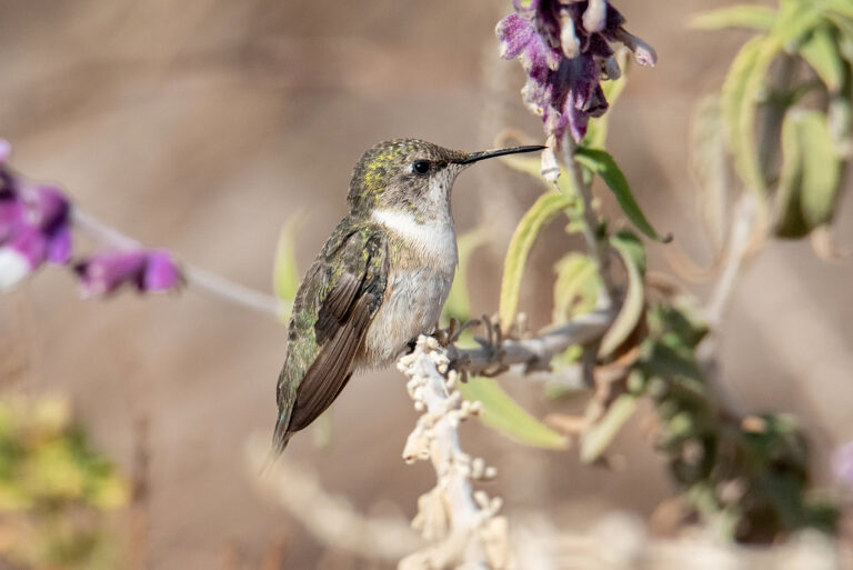 La urgencia por salvar al picaflor de Arica, el ave más pequeña de ...