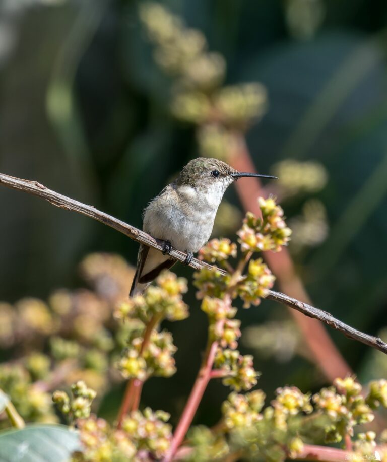 La urgencia por salvar al picaflor de Arica, el ave más pequeña de ...