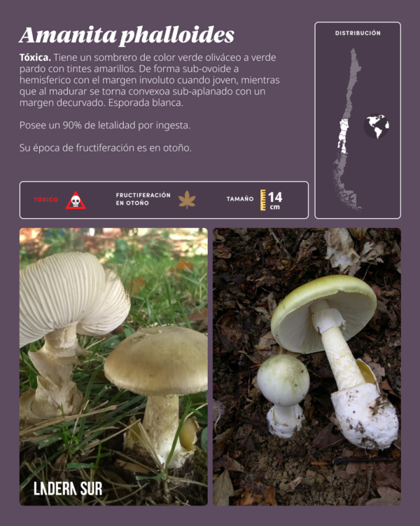 ¿Cómo distinguirlos? Hongos comestibles fáciles de confundir con ...