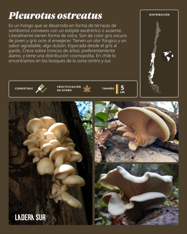 ¿Cómo distinguirlos? Hongos comestibles fáciles de confundir con ...