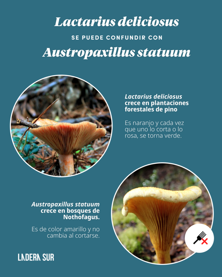 ¿Cómo distinguirlos? Hongos comestibles fáciles de confundir con ...