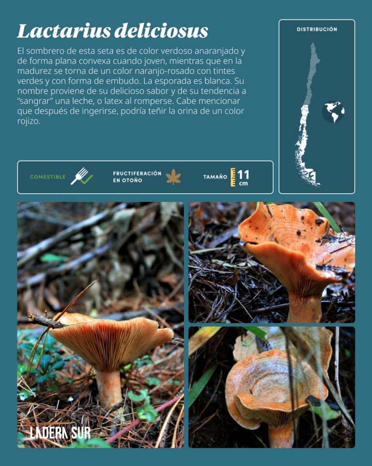 ¿Cómo distinguirlos? Hongos comestibles fáciles de confundir con ...