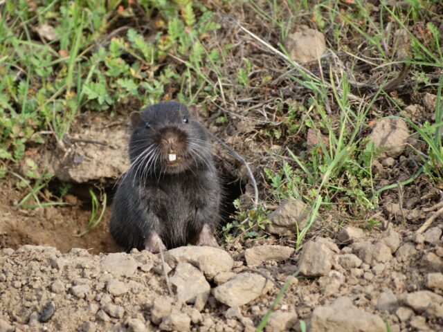 El desconocido mundo de los roedores nativos de Chile: grandes aliados ...