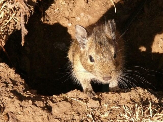 El desconocido mundo de los roedores nativos de Chile: grandes aliados ...