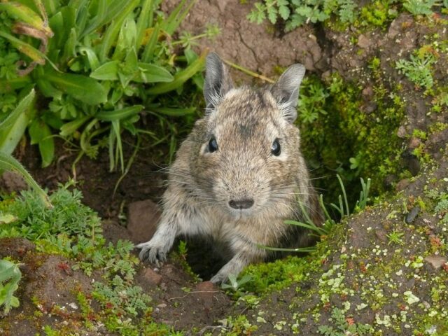 El desconocido mundo de los roedores nativos de Chile: grandes aliados de los ecosistemas ...