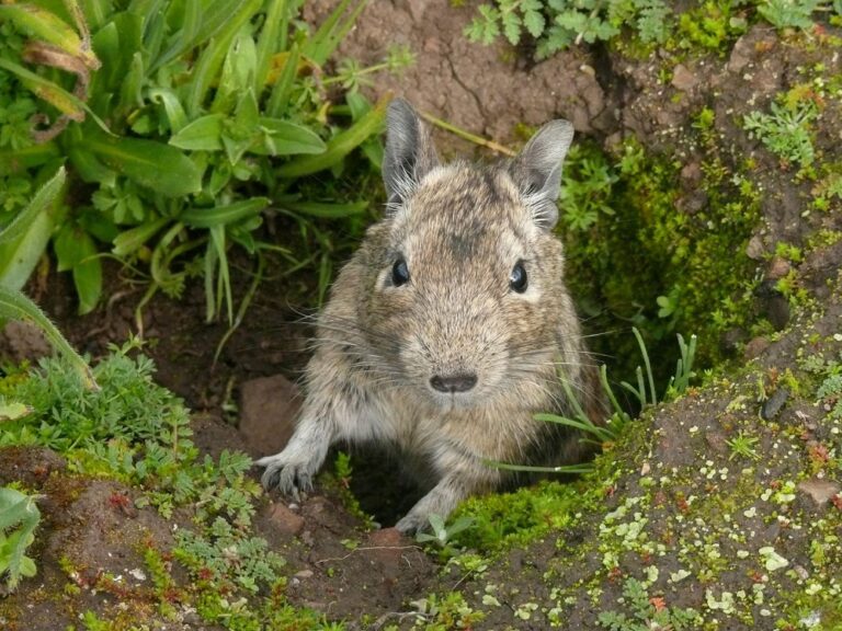El desconocido mundo de los roedores nativos de Chile: grandes aliados ...