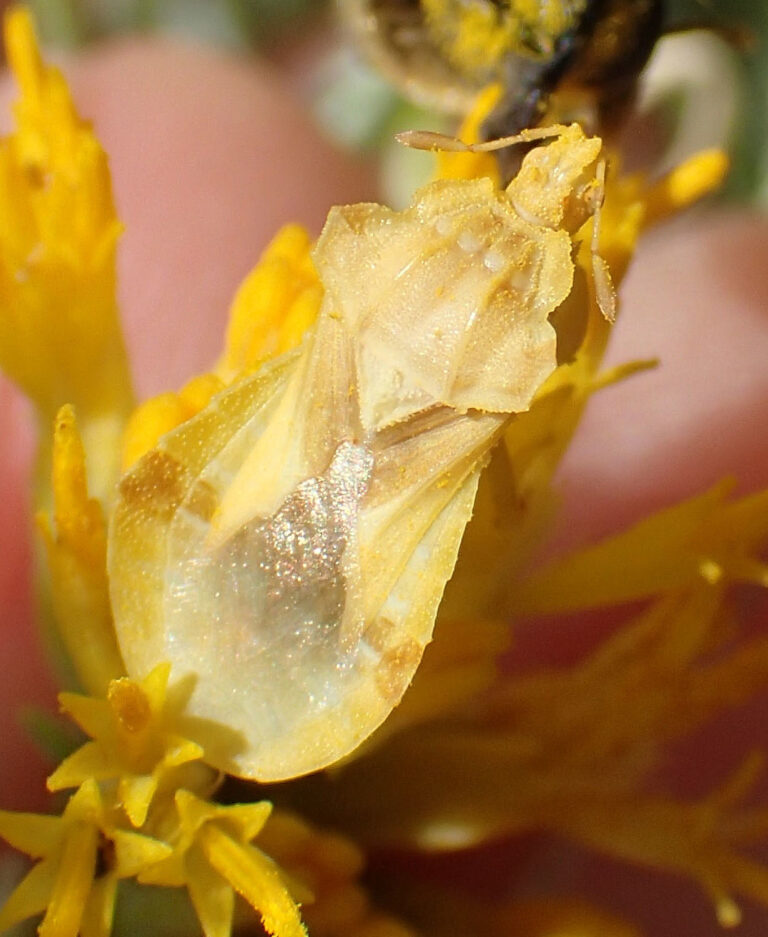 Cambio de color: ¿Cómo afecta el cambio climático en la reproducción de ...