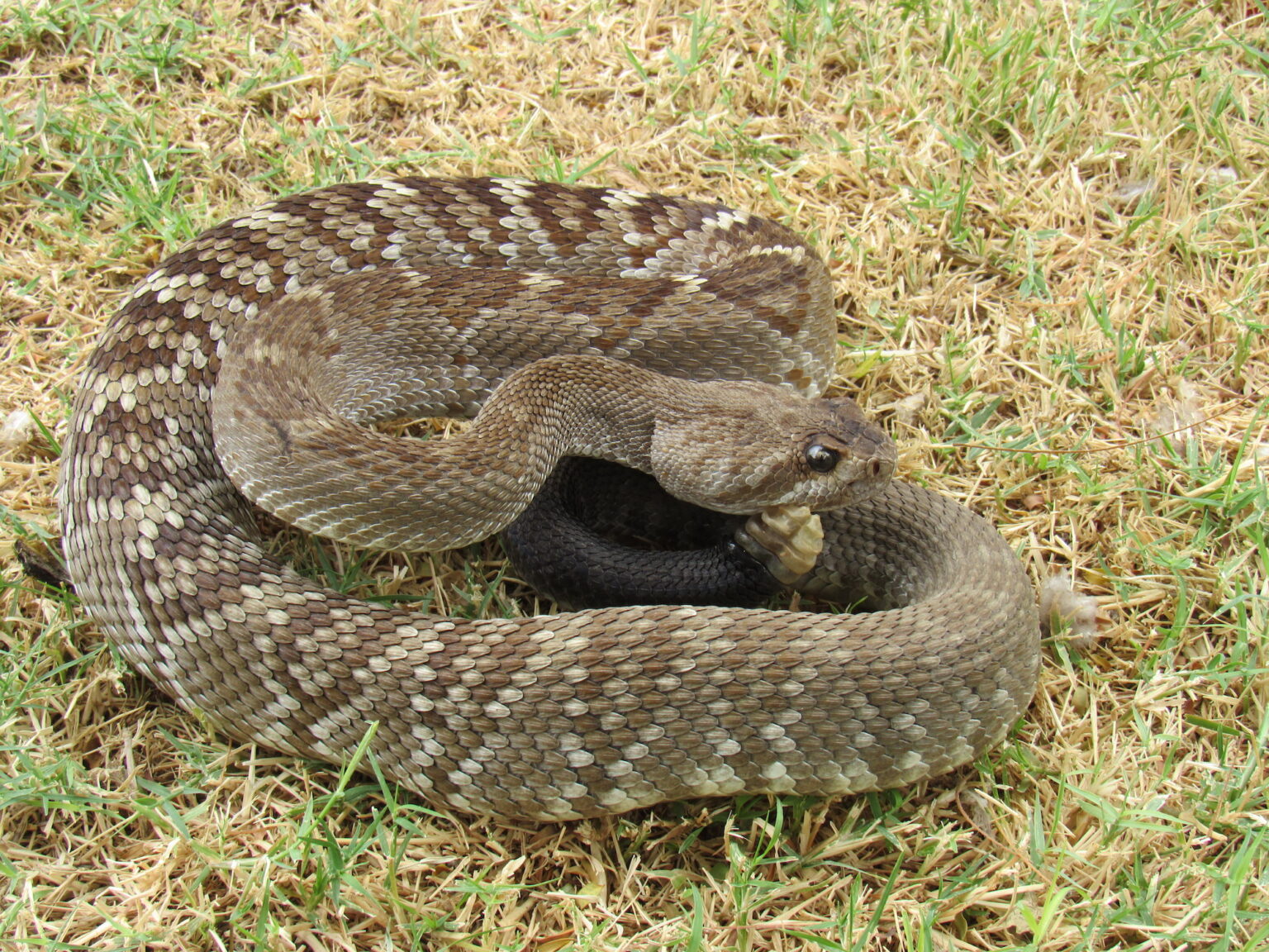 El poder de las víboras cascabel: científicos en México buscan entender ...