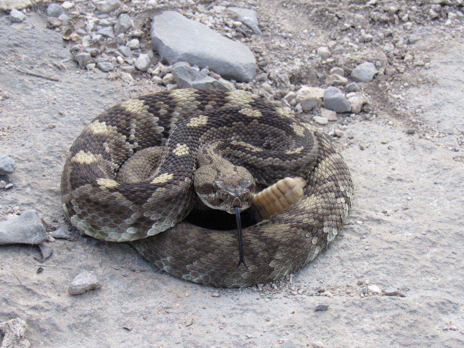 El poder de las víboras cascabel: científicos en México buscan entender ...