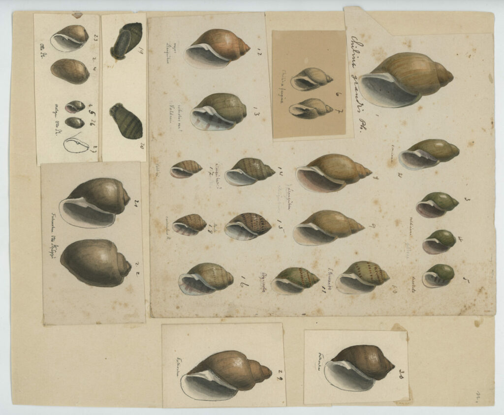 Exhibirán inédita muestra del archivo del naturalista alemán Rudolf ...