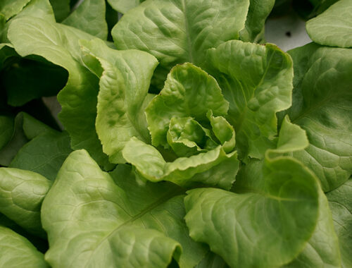 ¡Es posible! Cultivan lechugas con agua de niebla y energía solar en el ...