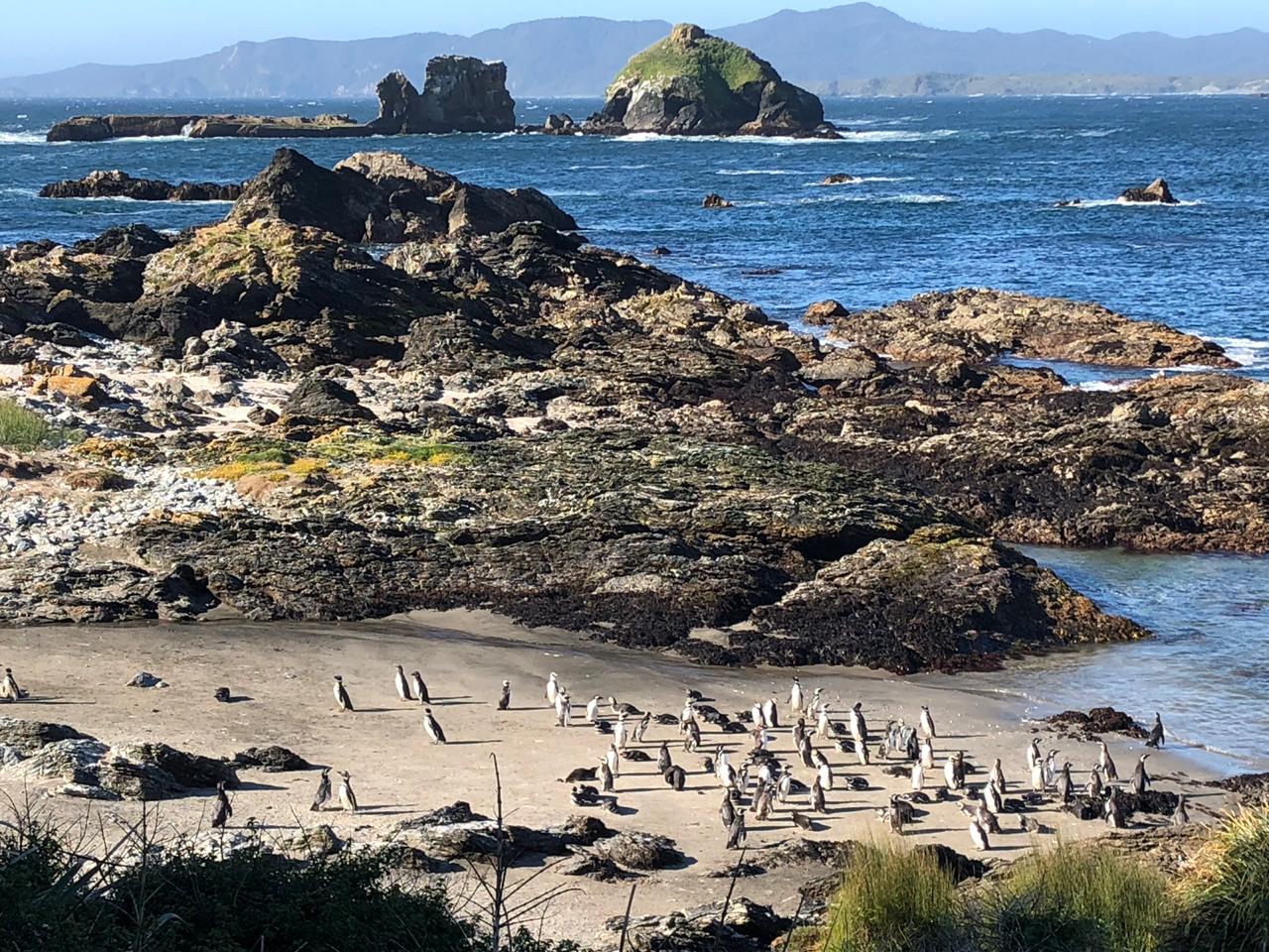 La historia del Parque Ahuenco: Más de 30 años conservando la ...