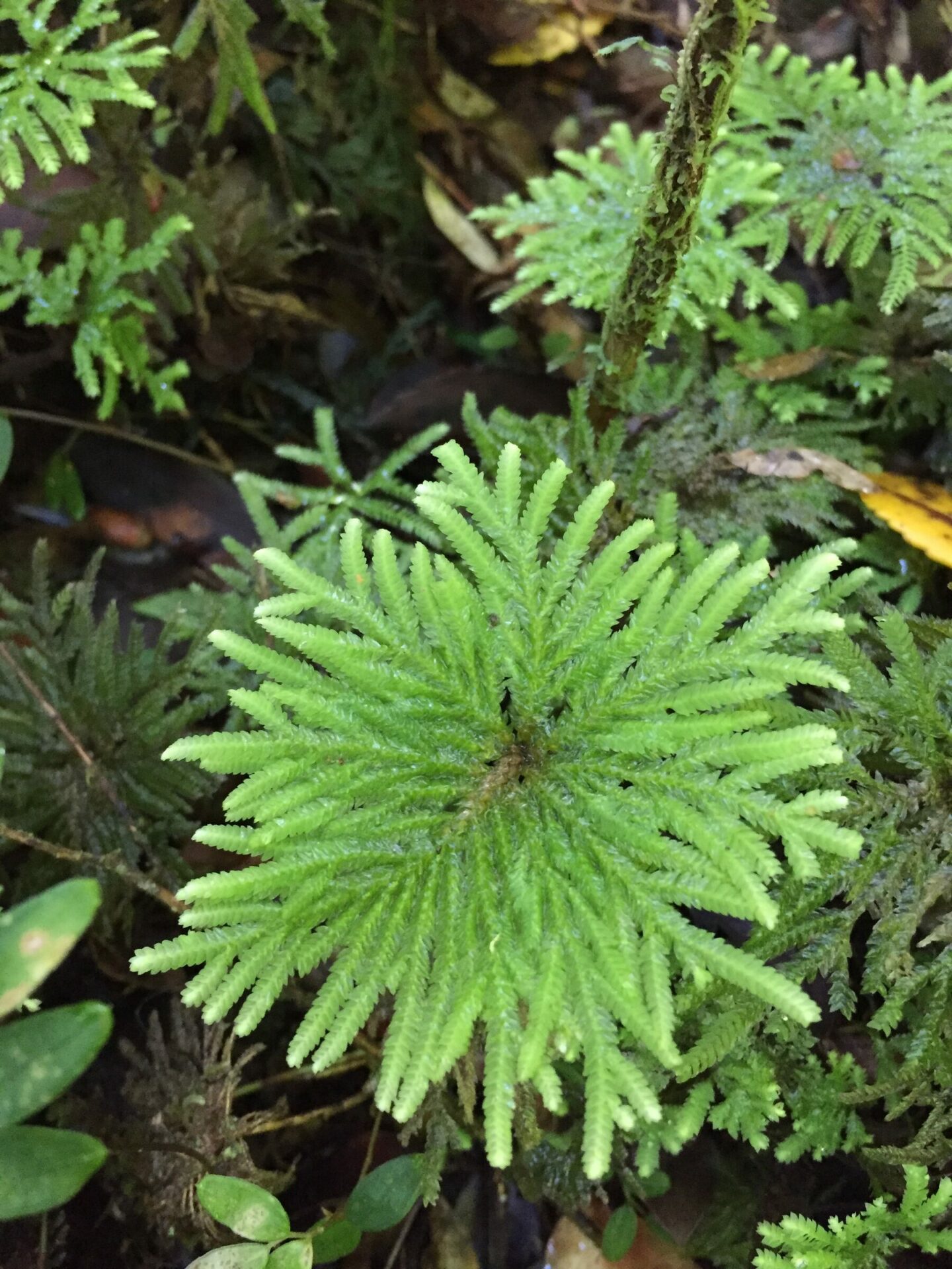La historia del Parque Ahuenco: Más de 30 años conservando la ...