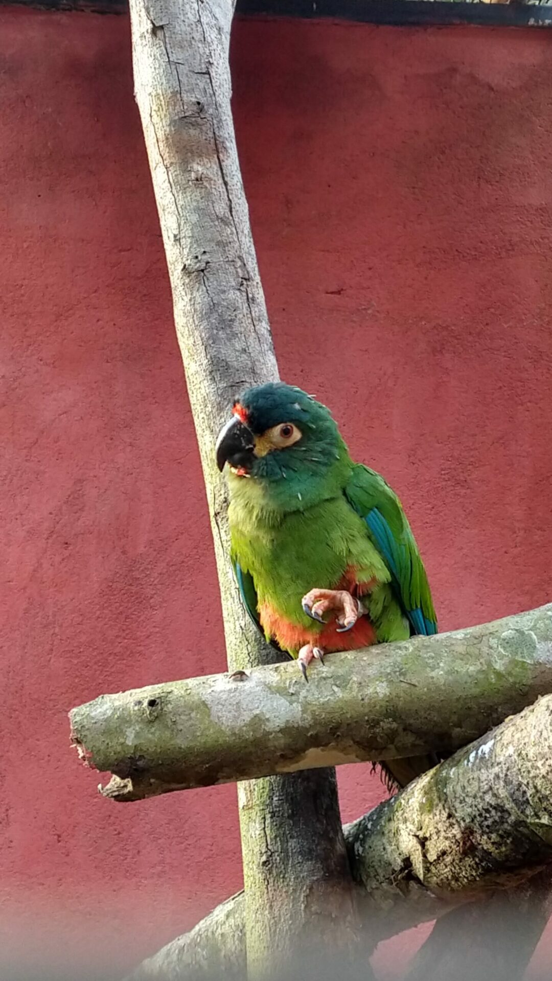 Conociendo El Puente Verde, el nuevo paraíso de la conservación para ...