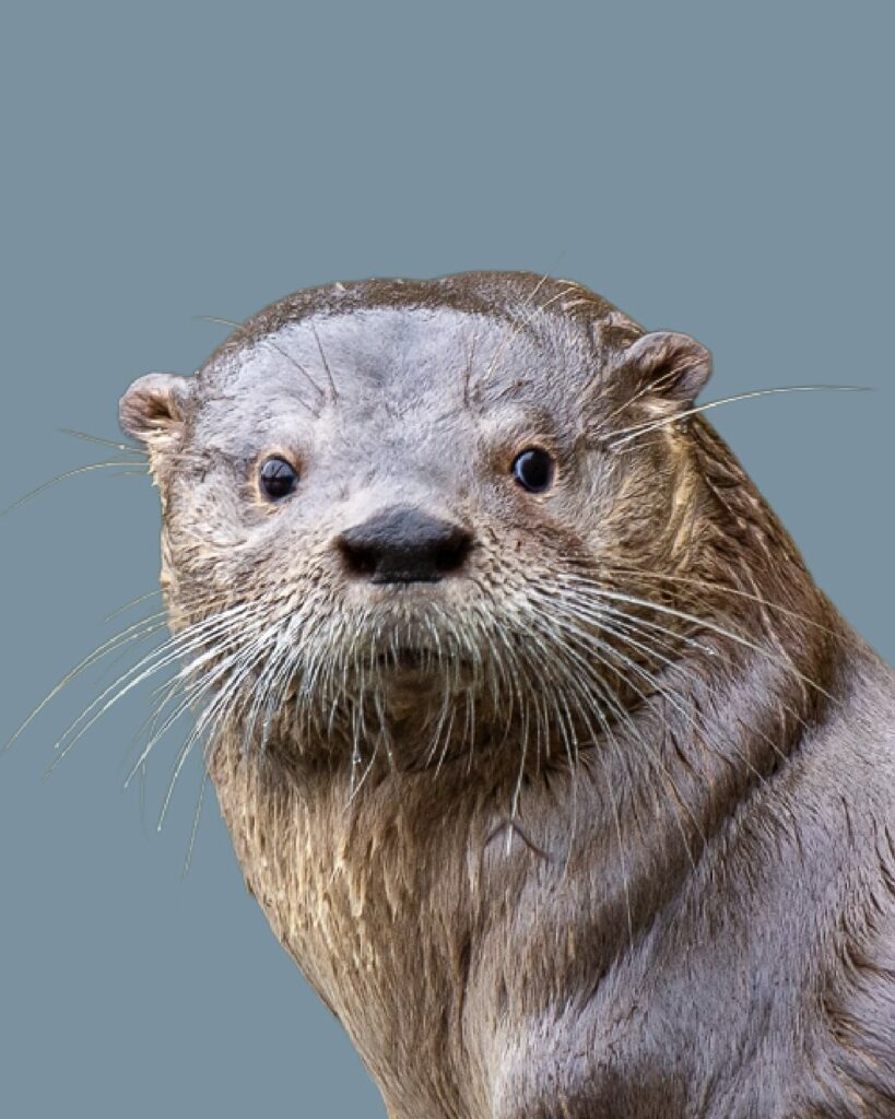 Huillín, el amenazado rey de agua dulce de Chile | Ladera Sur