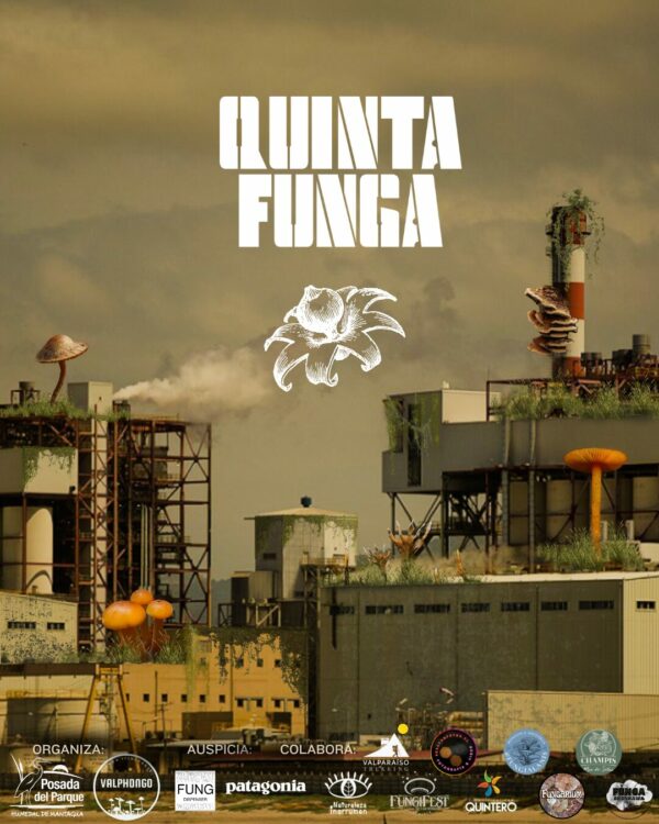 Festival Quinta Funga 2024: Este fin de semana celebra la diversidad de ...