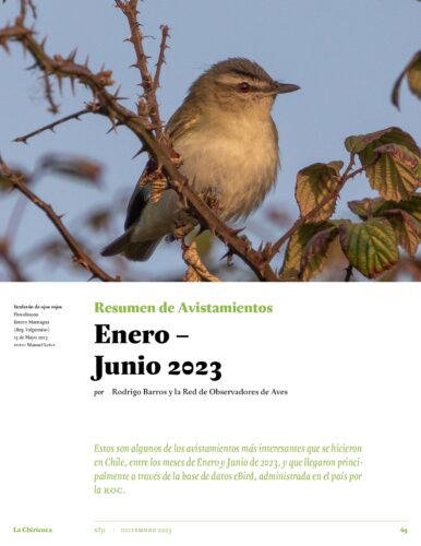 Revista La Chiricoca, 18 años hablando de aves en Chile | Ladera Sur