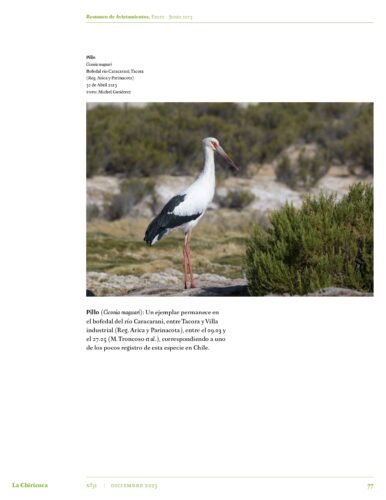 Revista La Chiricoca, 18 años hablando de aves en Chile | Ladera Sur