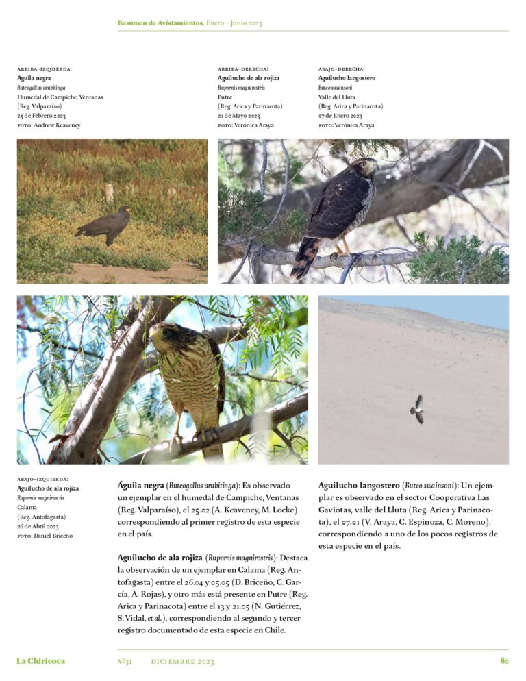 Revista La Chiricoca, 18 años hablando de aves en Chile | Ladera Sur