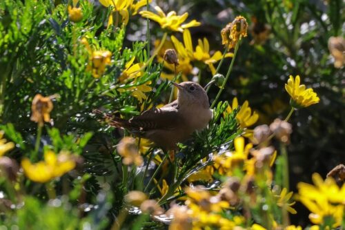 Revista La Chiricoca, 18 años hablando de aves en Chile | Ladera Sur