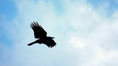 La espectacular historia de los cuervos y los lobos que colaboran entre ...