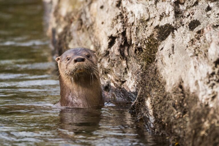 Huillín, el amenazado rey de agua dulce de Chile | Ladera Sur
