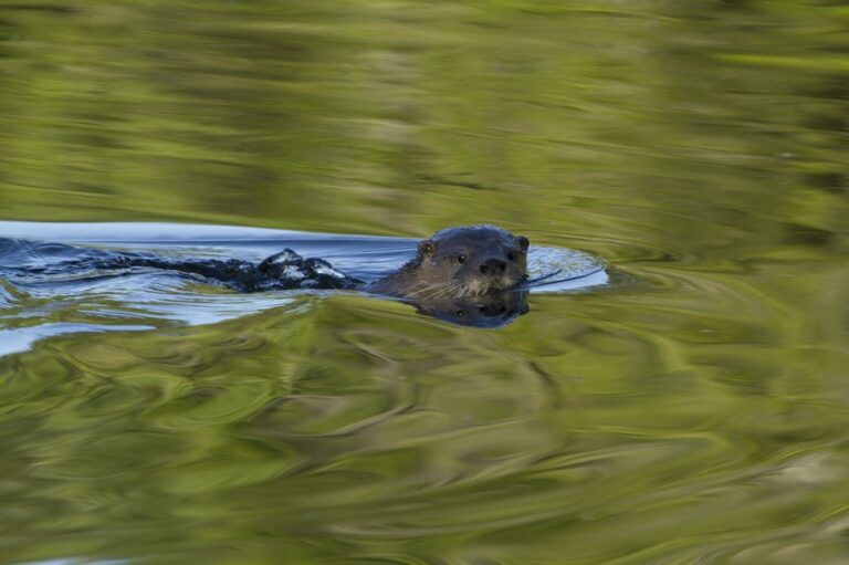 Huillín, el amenazado rey de agua dulce de Chile | Ladera Sur