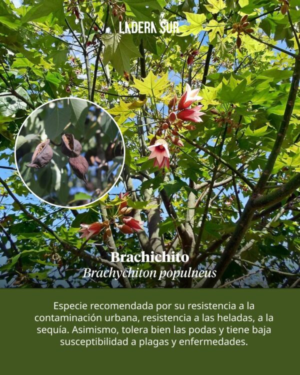 ¿Qué especies funcionan mejor en la ciudad?: Consejos para arborizar ...