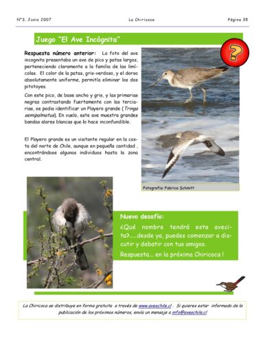 Revista La Chiricoca, 18 años hablando de aves en Chile | Ladera Sur
