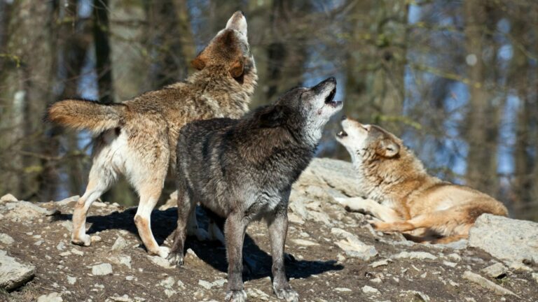 La espectacular historia de los cuervos y los lobos que colaboran entre ...