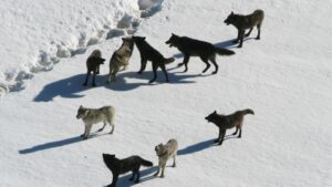 La espectacular historia de los cuervos y los lobos que colaboran entre ...