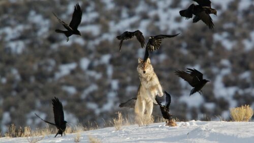 La espectacular historia de los cuervos y los lobos que colaboran entre ...