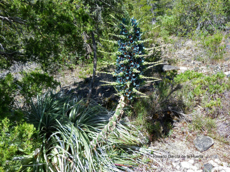 Conociendo a las puyas o chaguales de Chile, llamativas especies del ...